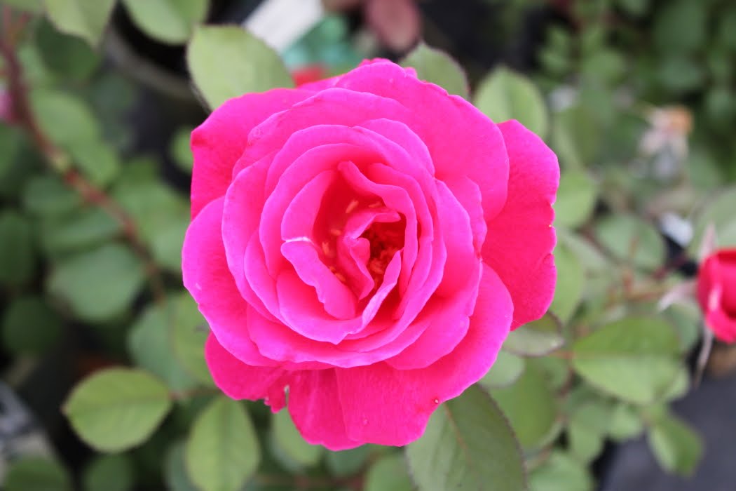 Confessions Of A Plant Geek: Hardy Roses