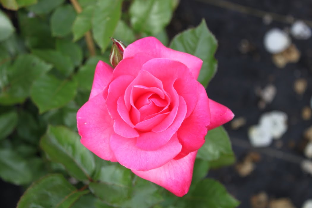 Confessions Of A Plant Geek: Hardy Roses