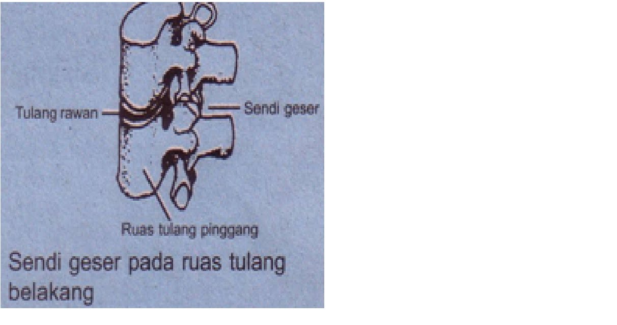 CATATAN SEORANG GURU: SISTEM GERAK PADA MANUSIA (BAGIAN 2)