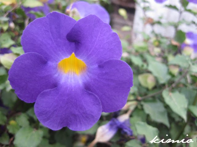 You live. You learn.: Purple Kalatsutsi.