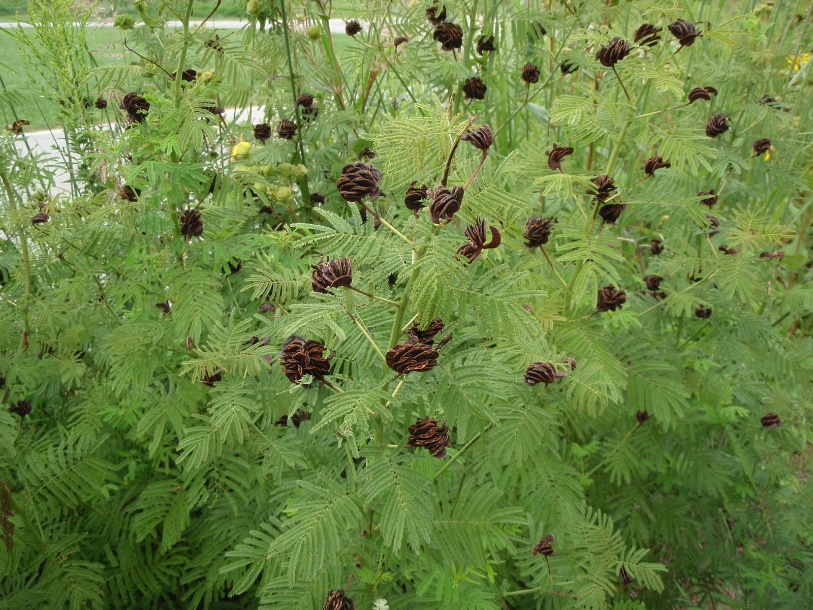 Lafayette report: Desmanthus illinoensis