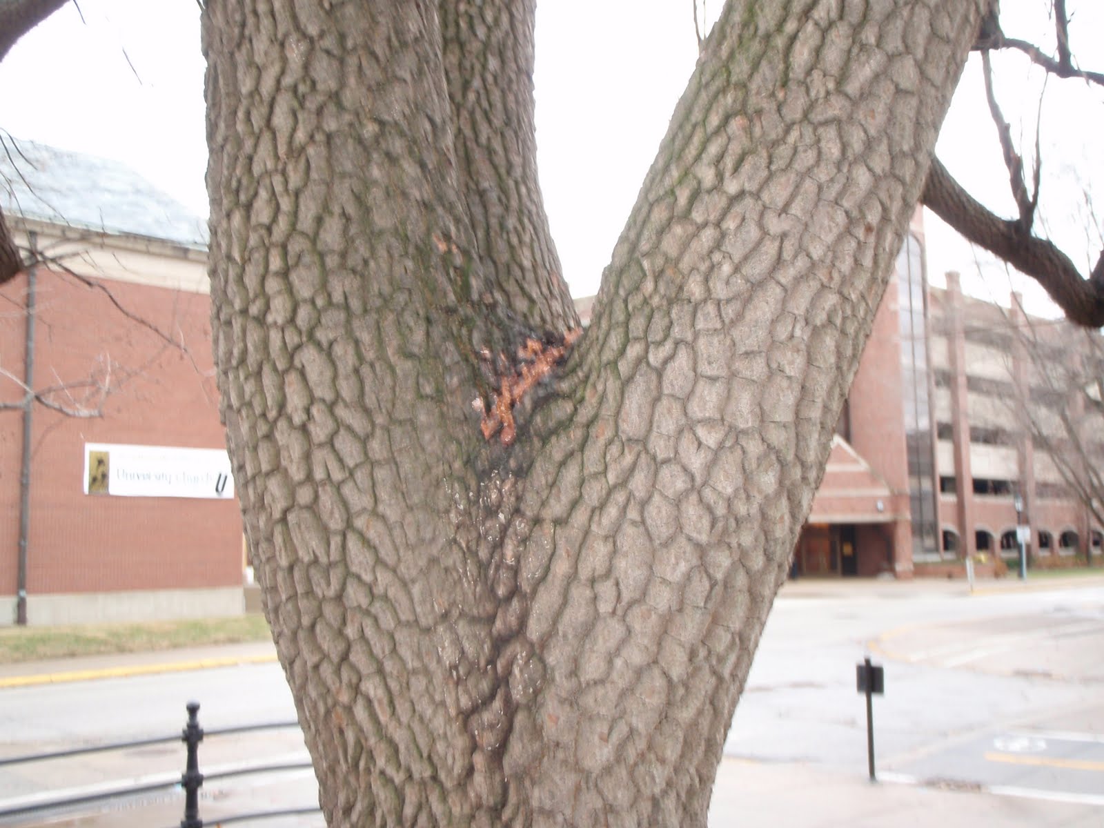 Lafayette report: Persimmon tree bark