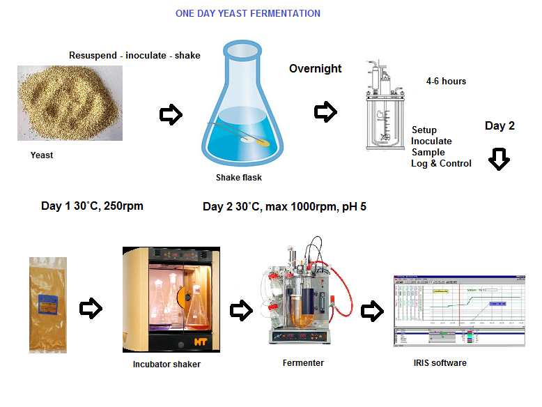 The Life & Times Of Mr. Bioreactor: Overview of our experiment