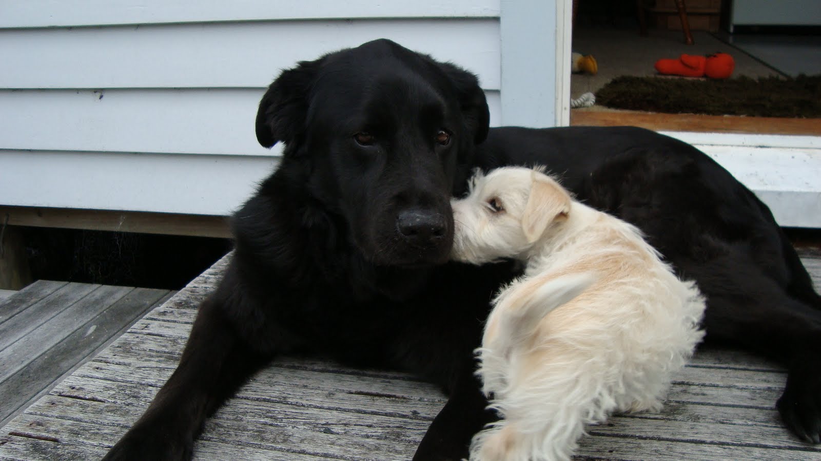 Rupert's Kennel: Rupert's Favourite Puppy Pictures: Jackie-Bichon Puppy Fun