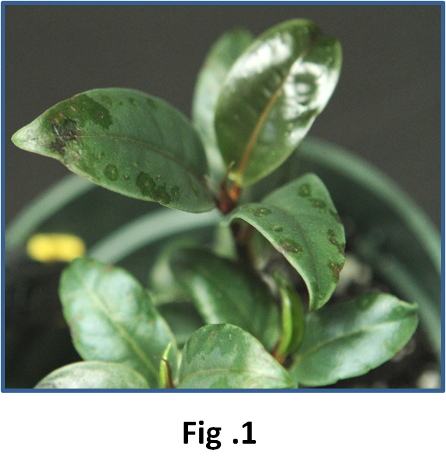 TREC Plant Diagnostic Clinic: Bacterial blight of Ficus Caused by ...