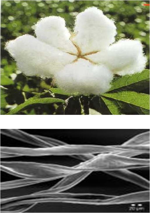 Kemahiran Hidup: Gentian Asli