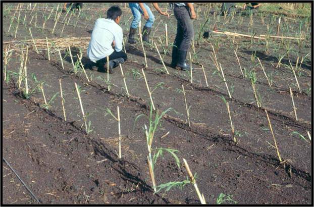 Kemahiran Hidup: penanaman rumput pastura