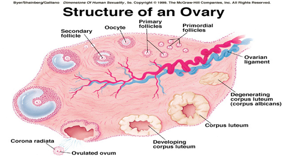 EVERYTHING JUST FOR ALLAH: Perkembangan Sel Ovum (Oogenesis), Siklus ...