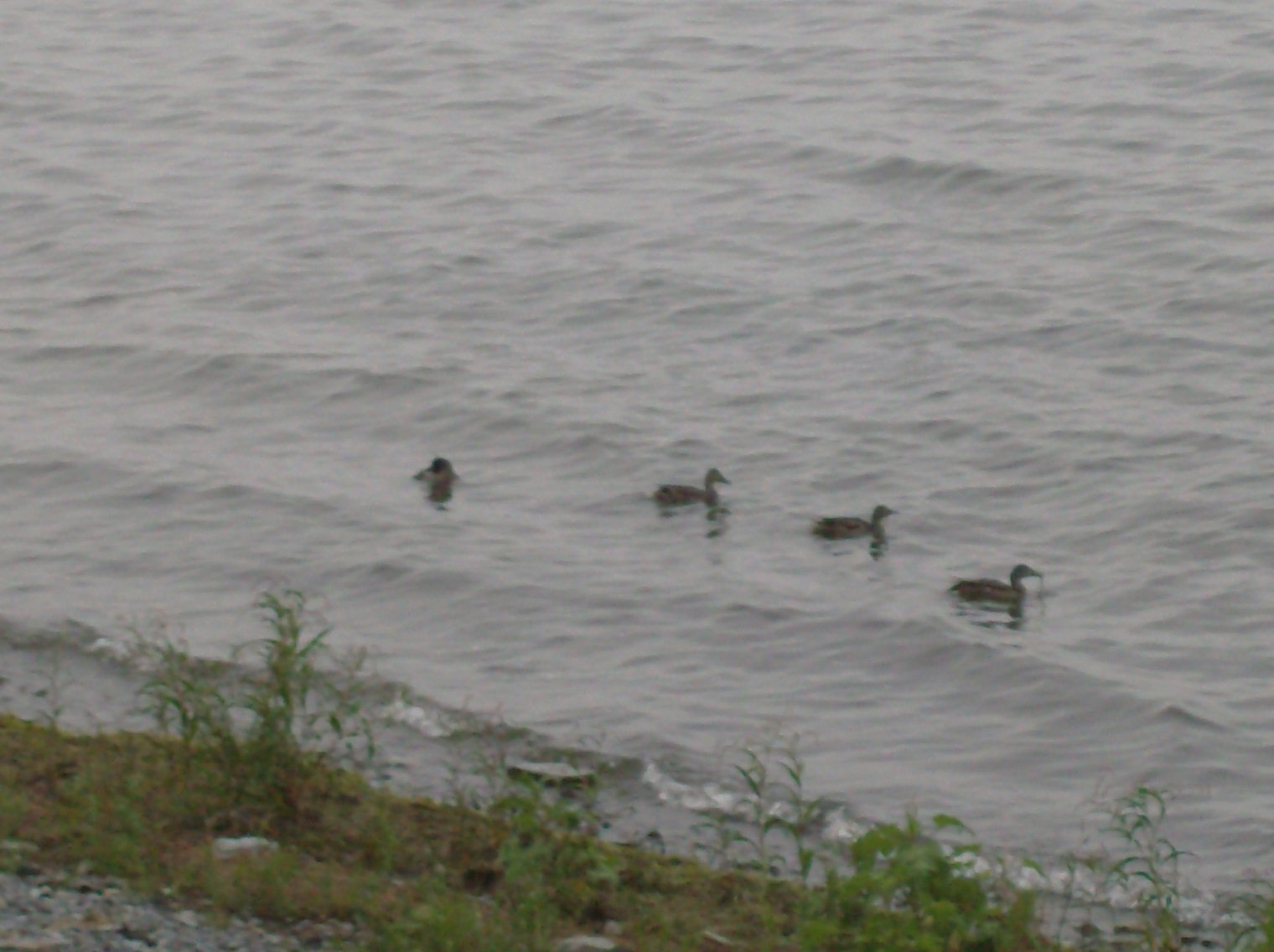 Life on two wheels: Weather for ducks