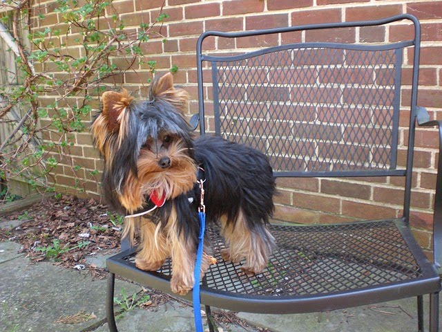Yorkiesphere: How to Keep Your Yorkshire Terrier Fit