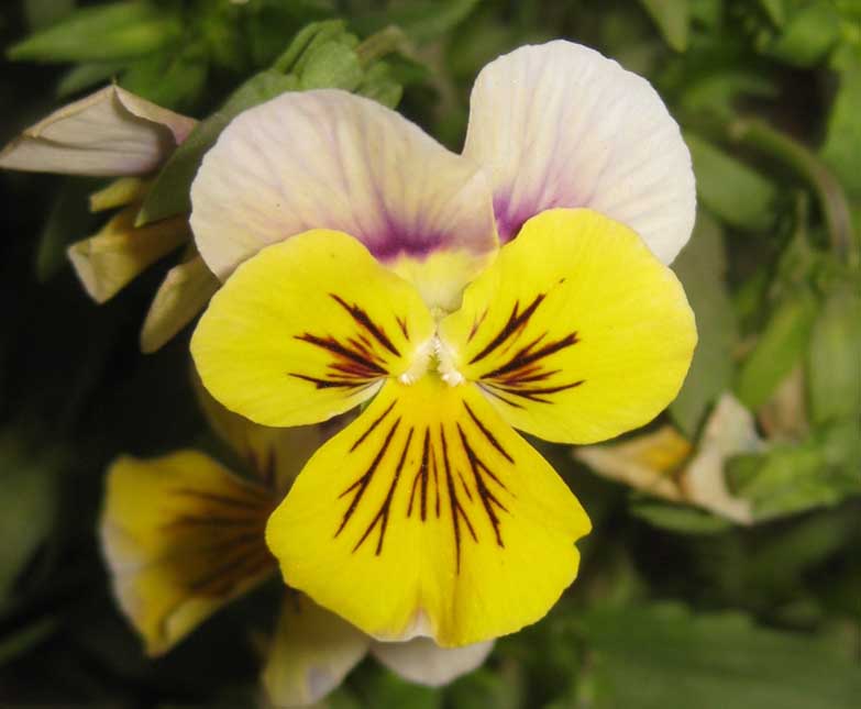 Pansy Violet Flowers | Nature, Cultural, and Travel Photography Blog