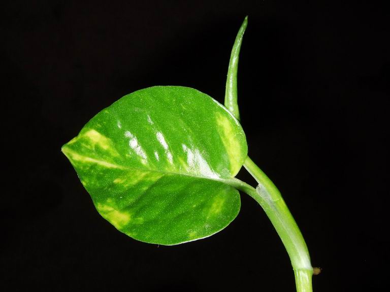 Money plant pictures | Nature, Cultural, and Travel Photography Blog