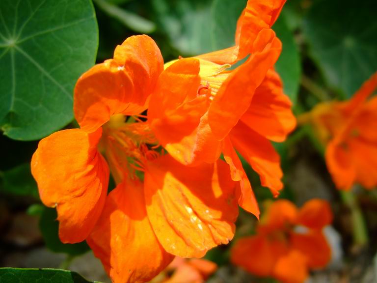 Nasturtium Flowers | Nature, Cultural, and Travel Photography Blog