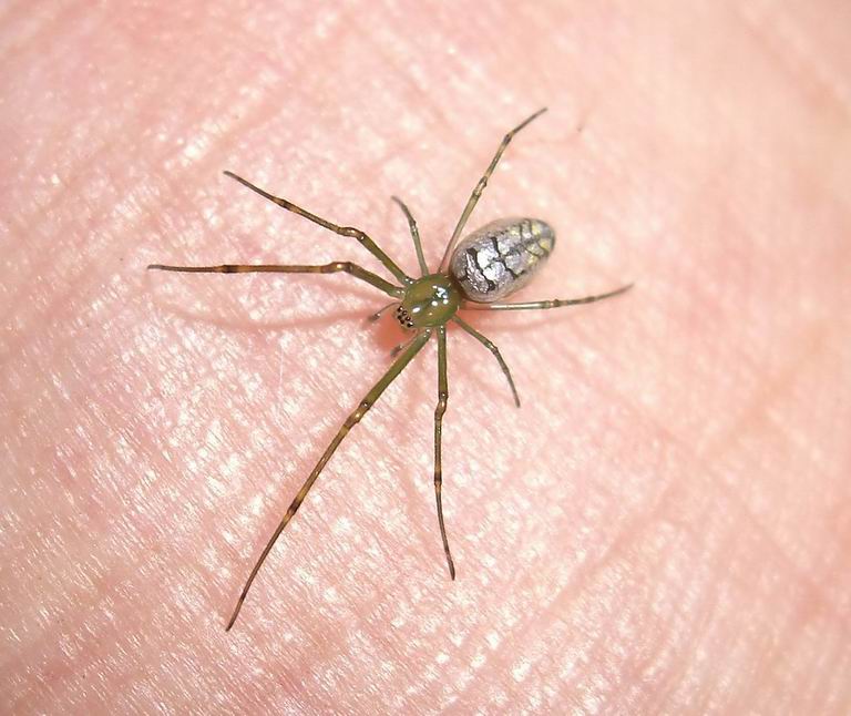 Silver green spider pictures | Nature, Cultural, and Travel Photography ...