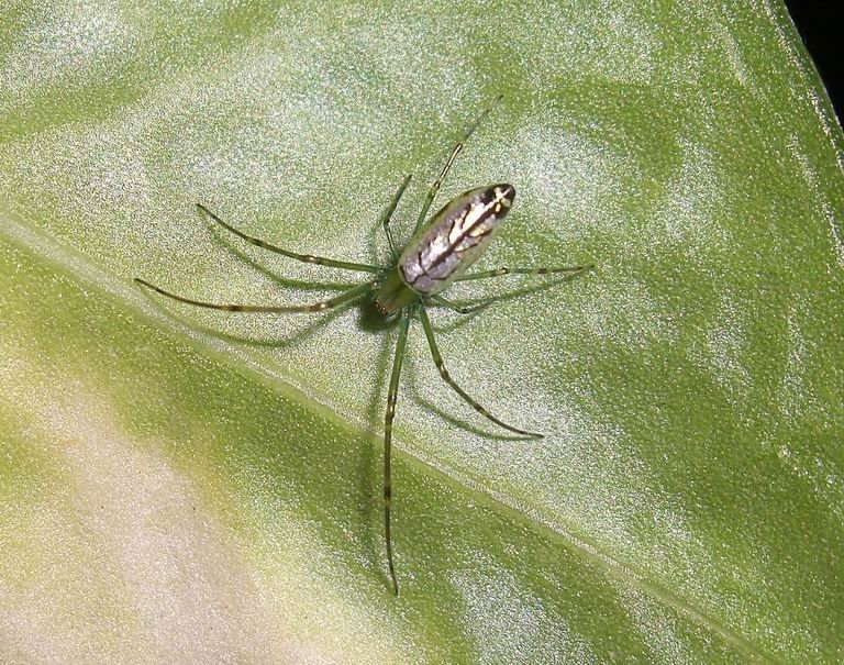 Silver green spider pictures | Nature, Cultural, and Travel Photography ...