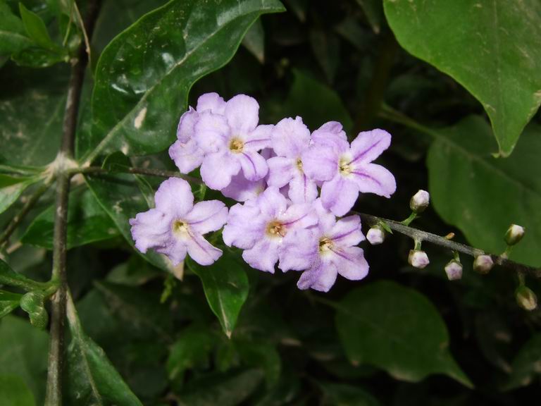 Duranta Flowers Pictures | Nature, Cultural, and Travel Photography Blog