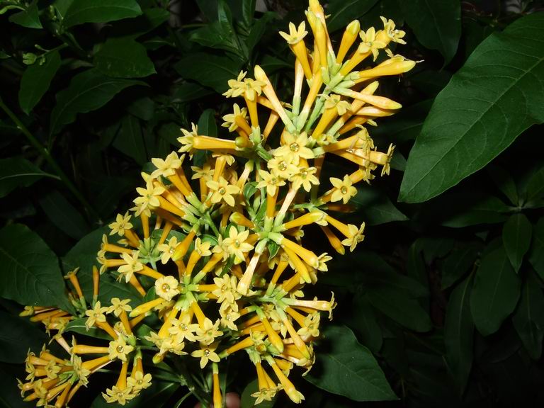 Yellow Cestrum Blooms | Nature, Cultural, and Travel Photography Blog
