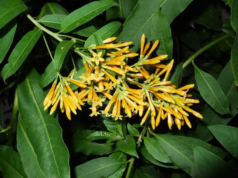 Yellow Cestrum Blooms | Nature, Cultural, and Travel Photography Blog