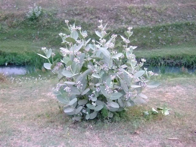 Calotropis procera-Apple of Sodom | Nature, Cultural, and Travel ...