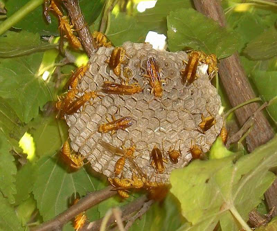 Paper Wasps Nest | Nature, Cultural, and Travel Photography Blog