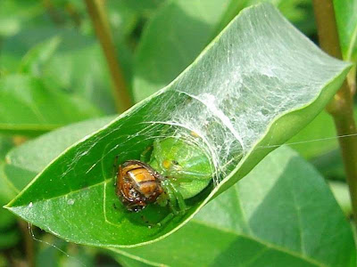 Leaf Curling Spider | Nature, Cultural, and Travel Photography Blog