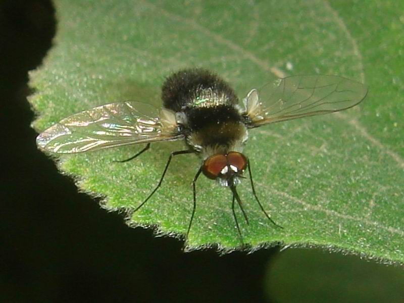 Bee Fly | Nature, Cultural, and Travel Photography Blog