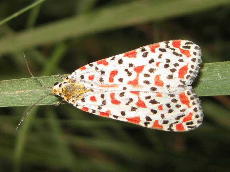 Crimson Speckled Footman Moth | Nature, Cultural, and Travel ...