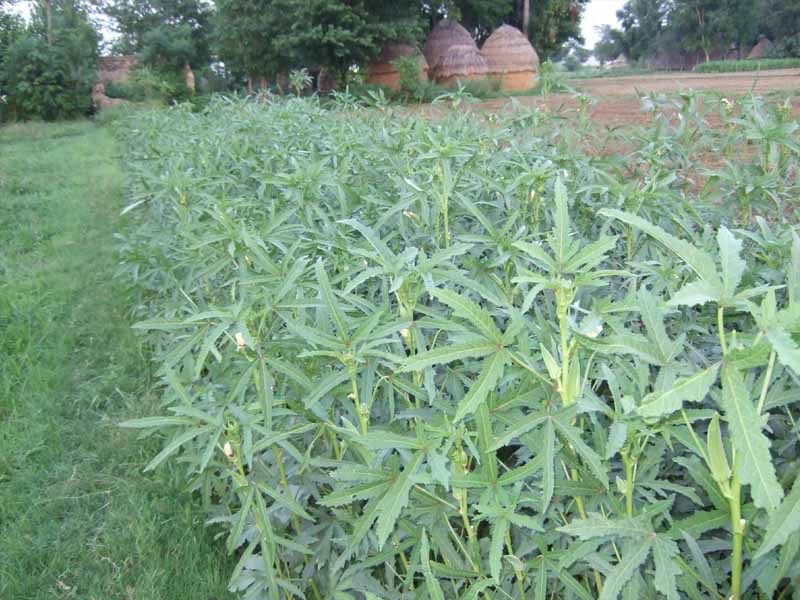 Okra - Lady's Fingers | Nature, Cultural, and Travel Photography Blog