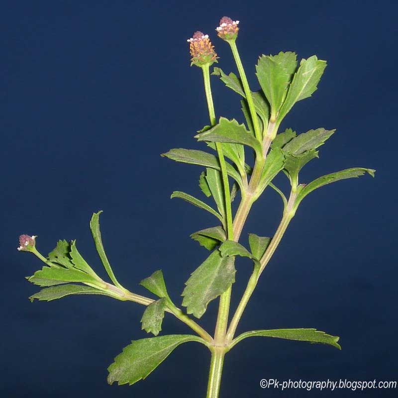 Frog Fruit-Phyla nodiflora | Nature, Cultural, and Travel Photography Blog