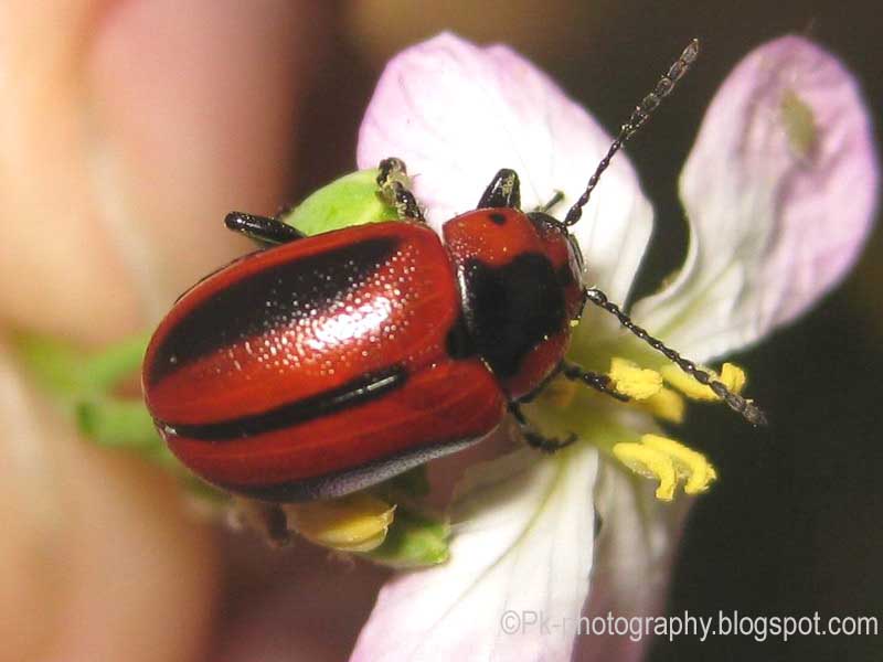 Red Turnip Beetle-Entomoscelis americana | Nature, Cultural, and Travel ...