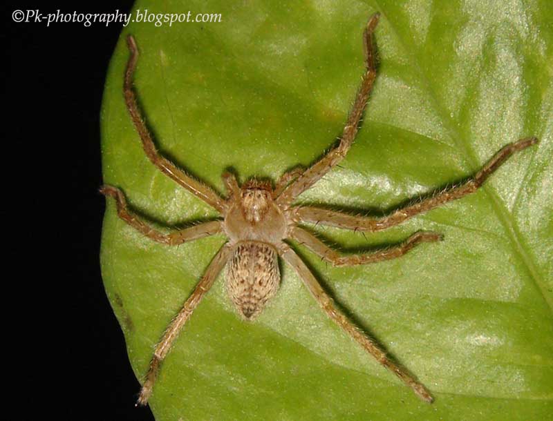 Huntsman Spiders | Nature, Cultural, and Travel Photography Blog