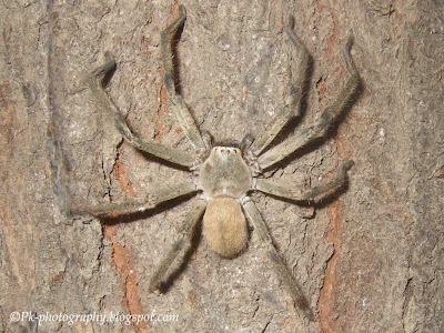 Huntsman Spiders | Nature, Cultural, and Travel Photography Blog