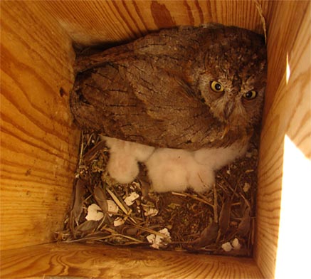 GRUPO ORNITOLÓGICO ALCEDO: Autillos en familia