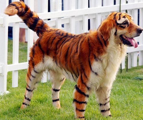 Totul despre caini dresaj alimentatia rase de caini cainele meu ...