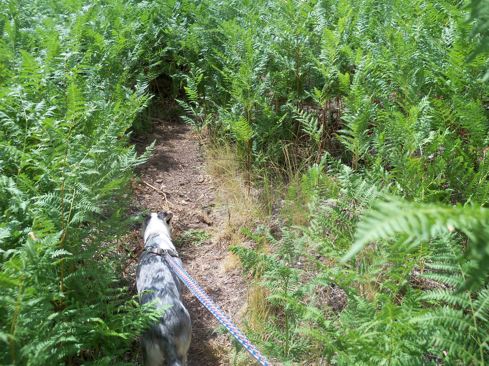 Hike Arizona: Butterfly Trail, Mt. Lemmon