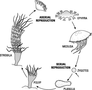 Biol3301: phylum Cnidaria