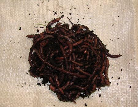 African Nightcrawlers: African Nightcrawlers