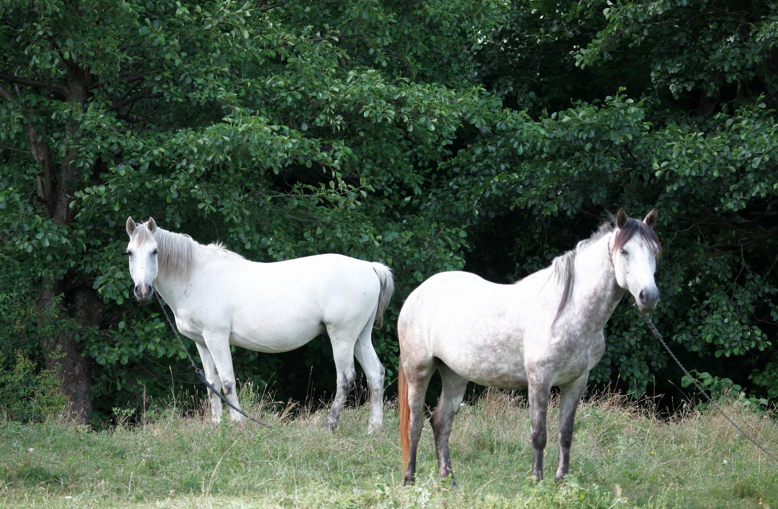 DanaBorcea Photography: caii albi