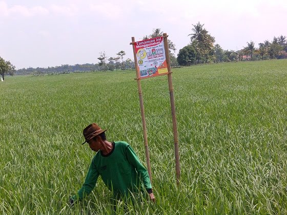 EFISIENSI PEMUPUKAN PADA TANAMAN PADI - Penyakit Tanaman Pertanian