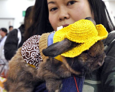Funny Free Pics: Rabbit Fashion Show In Japan