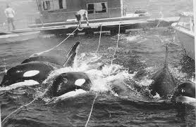 Cetacean Calling: Orca Captures in the Past