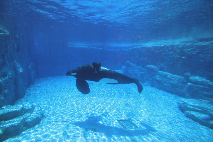 Cetacean Calling: Orca breeding today