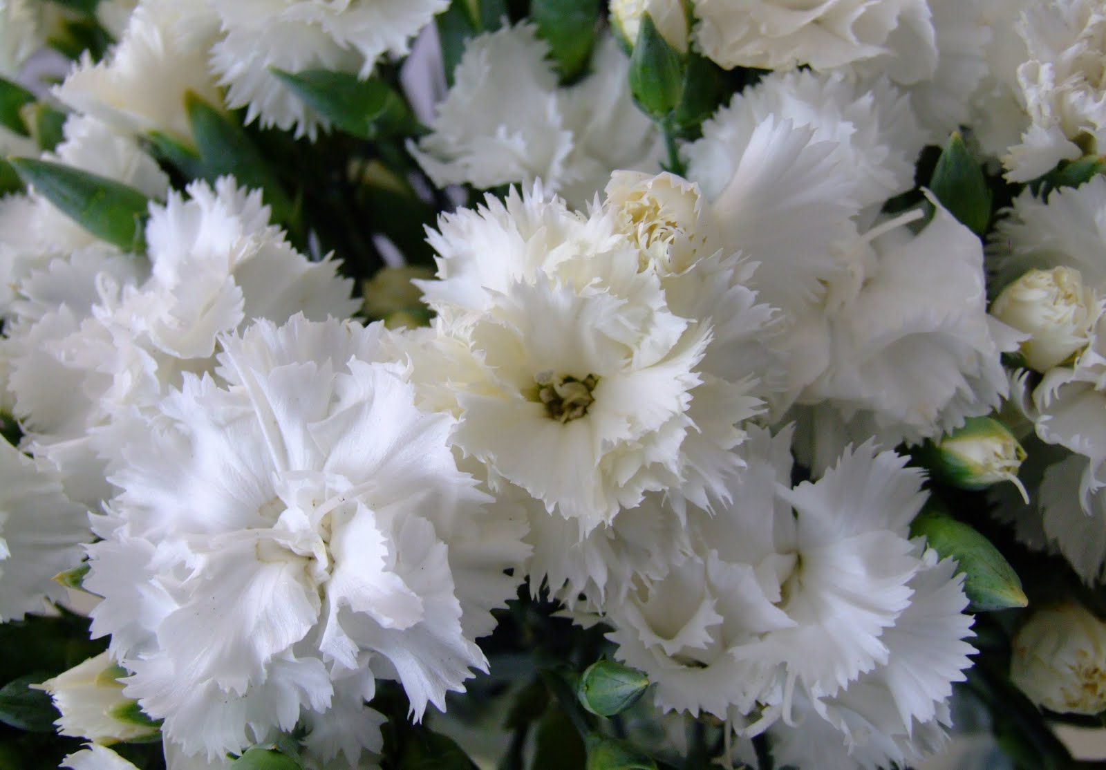 Foto en andere creatieve ideeën van Yvon: Witte mini anjertjes