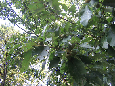 Eating Green: Chestnut Oak (quercus prinus)