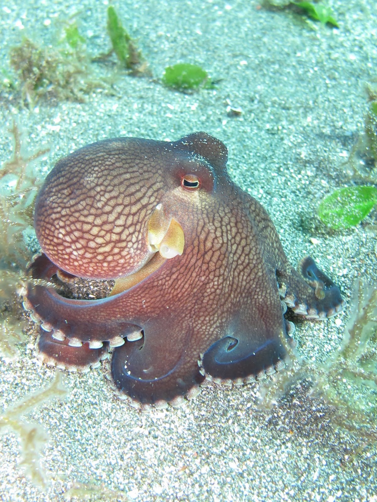 Minahasa Divers: Coconut Octopus