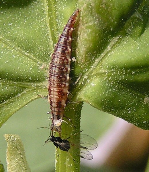 CTC Horticulture: Beneficial Bugs: Lacewing