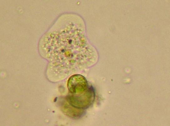 Las Amebas: Donde vive