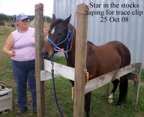 Teasing, breeding Covering Mares | Miniature Horse Talk Forums