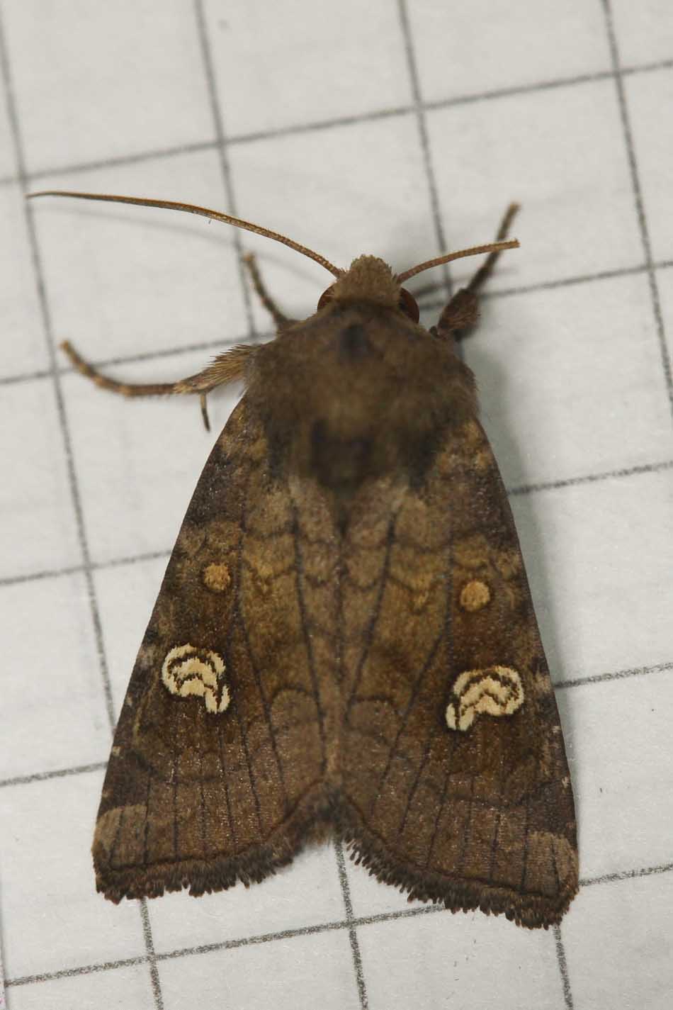 Bedfordshire's flora and fauna online: 2360 Ear Moth (Amphipoea oculea)