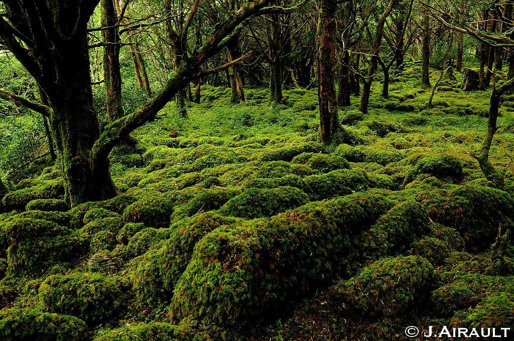 Point de vue objectif: Forêt magique